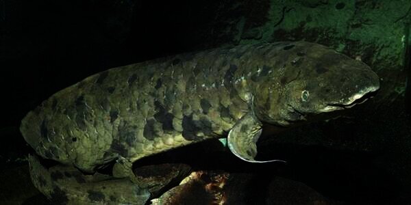 Ikan Berumur 95 Tahun Ini Disuntik Mati | Dream.co.id