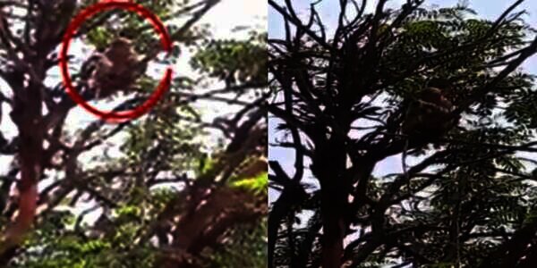 Monyet Curi Sampel Darah Pasien Diduga Covid-19, Warga Ketakutan ...