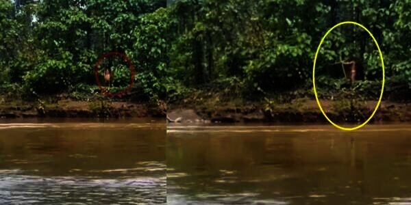 Ngeri, Video Detik-detik Warga Dipanah Suku Togutil di Pedalaman Maluku ...