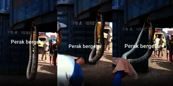 Ular Piton Raksasa Gelantungan di Petikemas Hebohkan Pelabuhan Surabaya ...