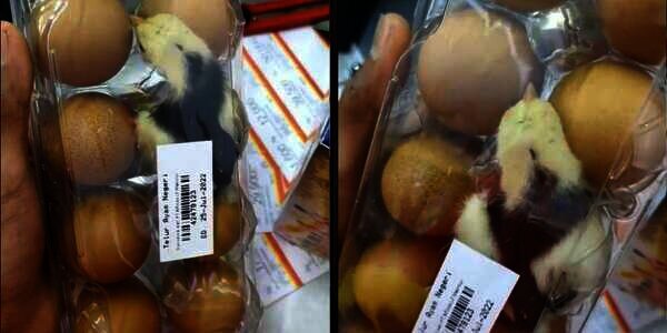 Beli Telur Kaget Bukan Main karena Ada Anak Ayam di Dalam Kemasan ...