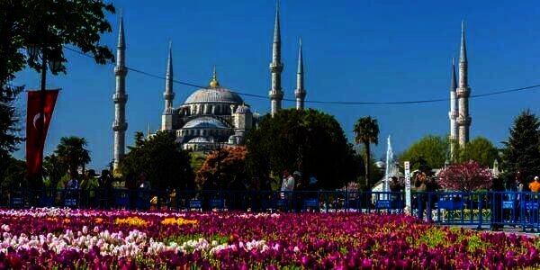 Menikmati Keindahan Bunga Tulip di Turki yang Bermekaran Tiap April ...