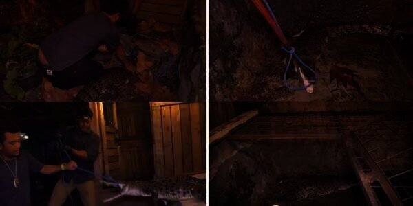 Tangkap Buaya Muara 1,5 Meter di Karawang, Panji Petualang Kewalahan ...