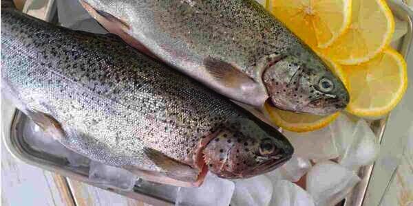 Cara Tepat Simpan Ikan di Kulkas, Selalu Segar dan Tak Berbau | Dream.co.id