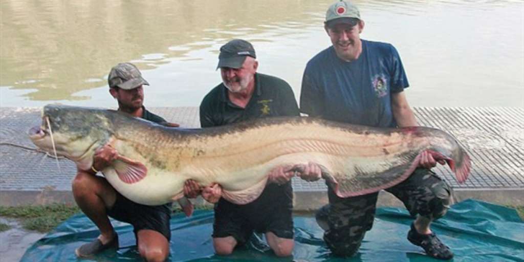Lele Raksasa Berbobot 100 Kg, Panjangnya 2,4 Meter | Dream.co.id