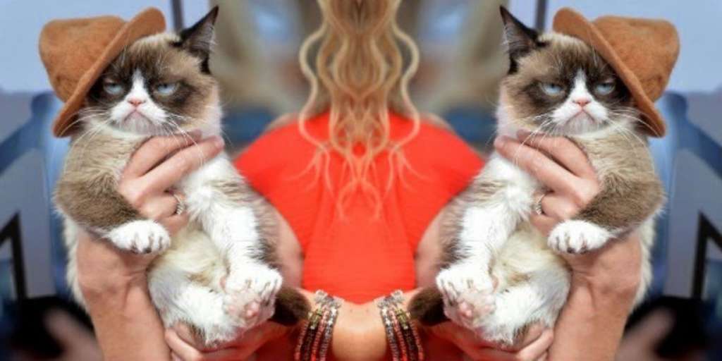 'Grumpy Cat' Kucing Terkaya di Dunia | Dream.co.id