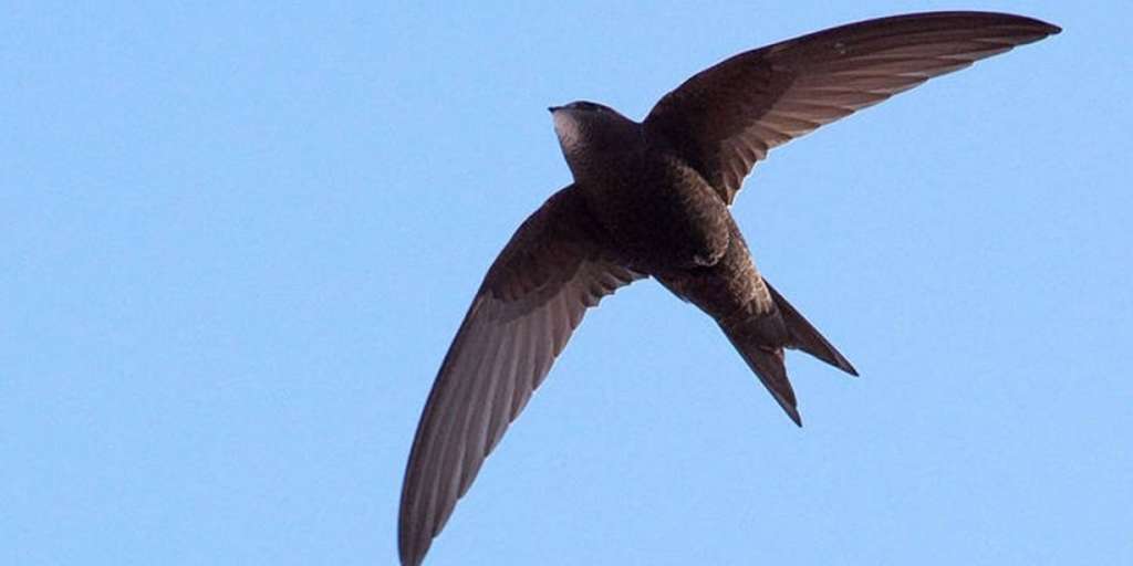 Burung Ini Terbang 10 Bulan Tanpa Pernah Sekalipun Mendarat | Dream.co.id