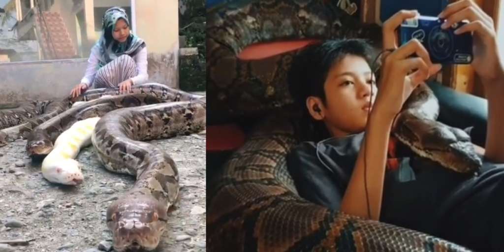 Sejak Usia 4 Tahun, Gadis Purworejo Ini Pelihara 6 Ular Piton Raksasa ...