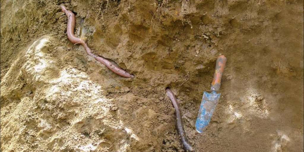 Dikira Kabel, Ternyata Cacing Raksasa Terbesar di Dunia | Dream.co.id