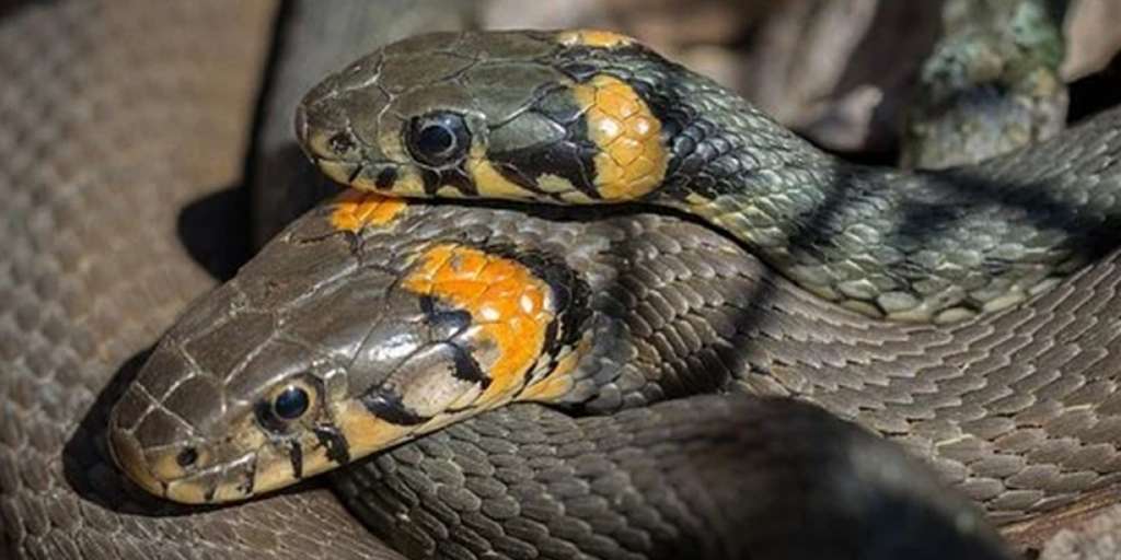 17 Arti Mimpi Dikejar Ular Menurut Islam, Psikologi dan Primbon: Bukan hanya Simbol Bahaya ...