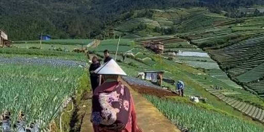 Serasa di Jepang, Pemandangan Sawah Indah Sawah ini Ada di Magelang ...
