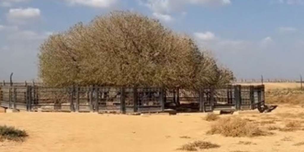 Potret Pohon Sahabi 'Sahabat' Rasulullah SAW yang Masih Hidup hingga ...