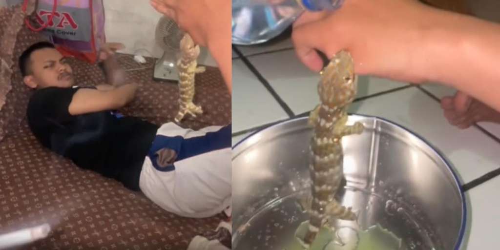 Cara Dua Pria Ini Lepaskan Gigitan Tokek dari Tangan Malah Bikin ...