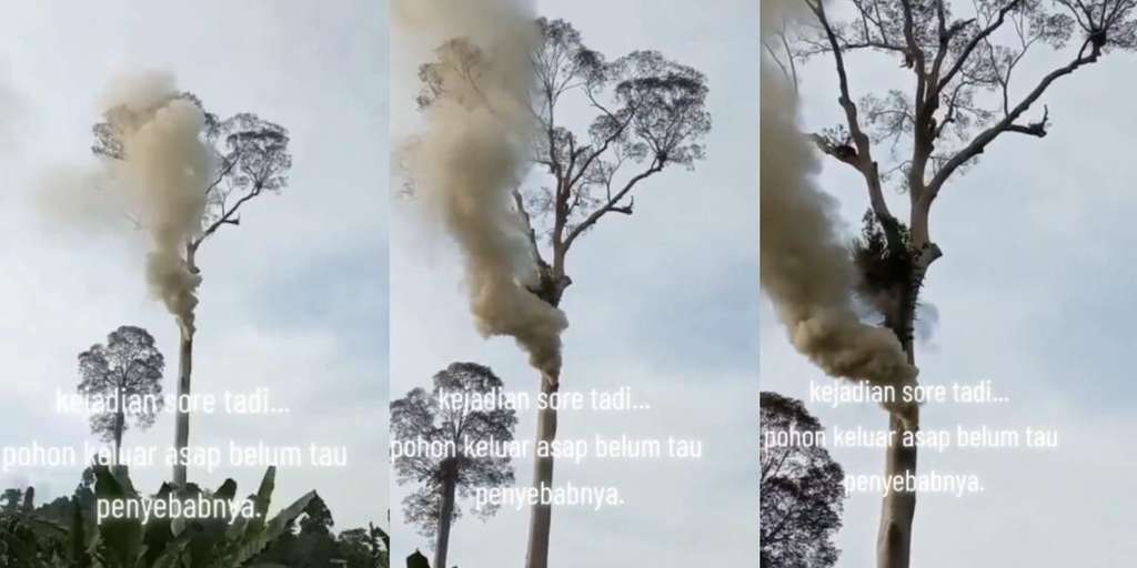 Fenomena Alam Aneh dan Misterius, Pohon Ini Keluarkan Asap dan Api tapi ...