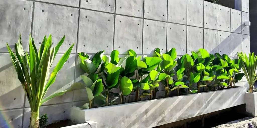 Taman Pagar Mini untuk Fasad, Rumah Terlihat Asri | Dream.co.id