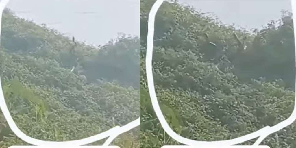 Ular Raksasa di Pinggir Sungai Kalimantan Tertangkap Kamera, Diduga ...