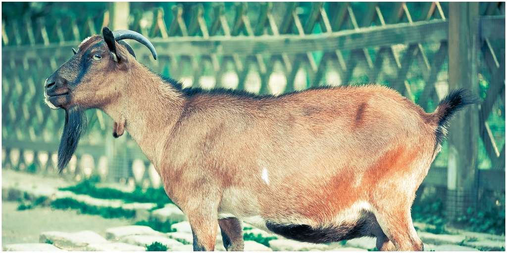 Kurban Kambing untuk Berapa Orang? Berikut Penjelasannya Sesuai Syariat Islam | Dream.co.id