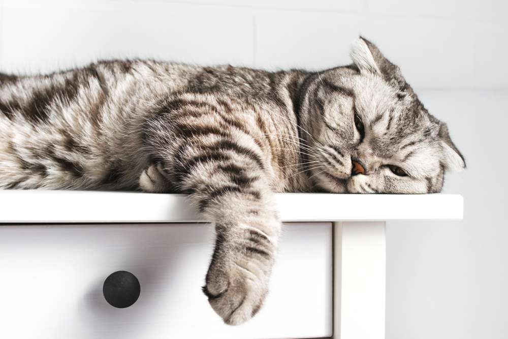 Hidung Kucing yang Basah atau Kering, Mana yang Jadi Tanda Penyakit ...