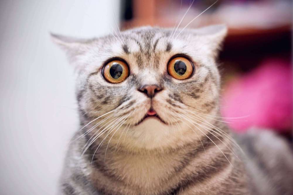 Hidung Kucing yang Basah atau Kering, Mana yang Jadi Tanda Penyakit ...