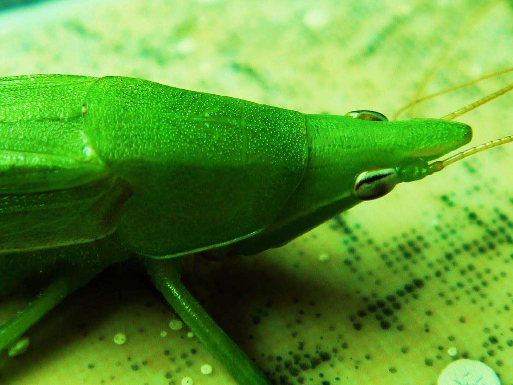 Disebut Pelesit, Belalang Bentuk Ini Banyak Dipakai Sebagai Media ...